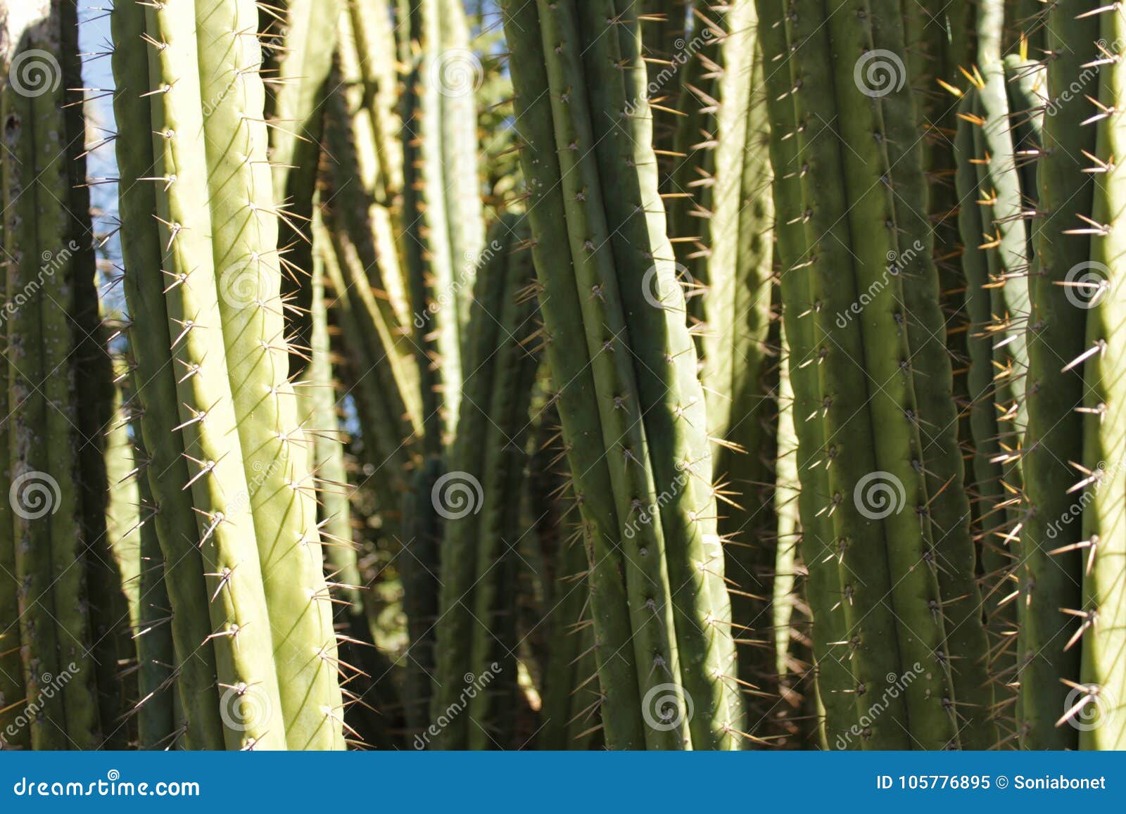 Green cactus texture stock image. Image of nopal, natural - 105776895