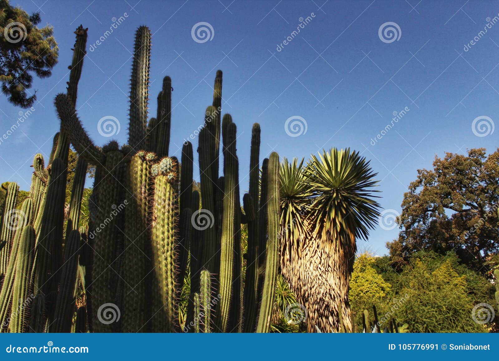 Green cactus texture stock image. Image of nopal, green - 105776991