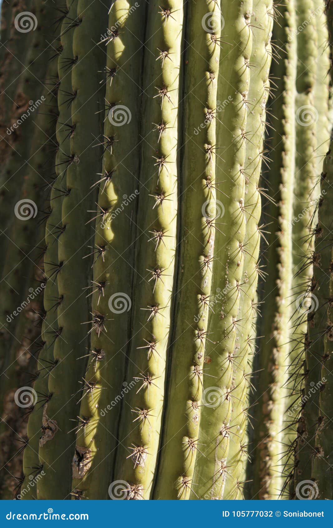 Green cactus texture stock photo. Image of leaf, blossom - 105777032