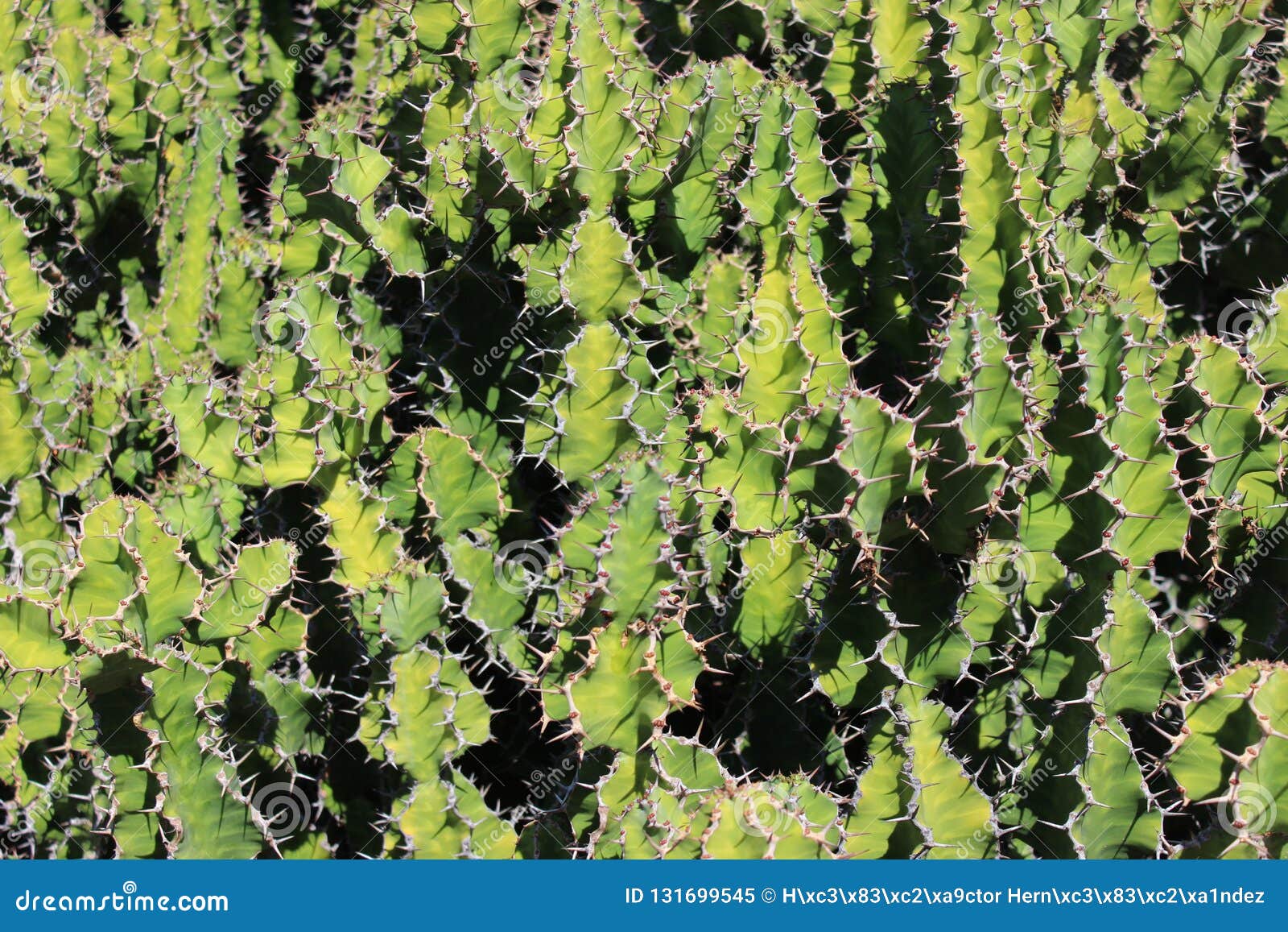 Cactus thorn texture stock image. Image of abstract - 131699545
