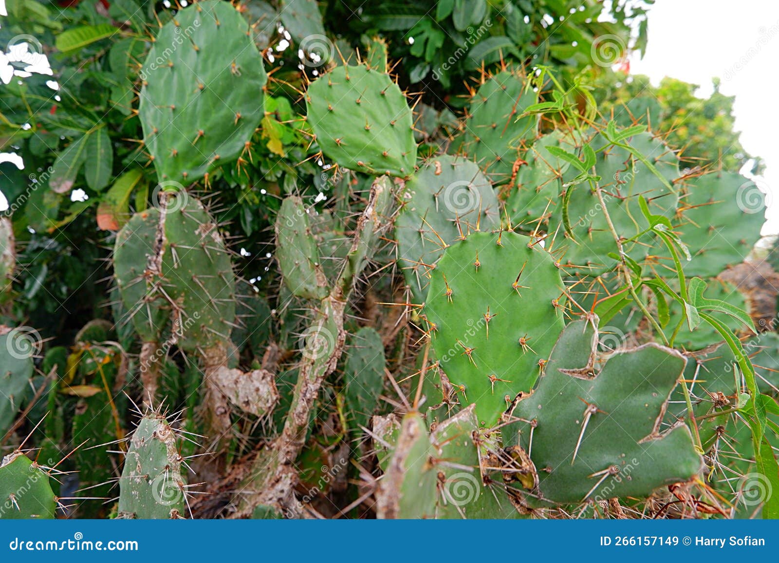 Green cactus with thorns stock image. Image of nature - 266157149