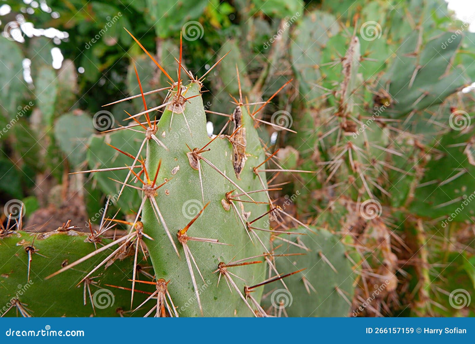 Green cactus with thorns stock image. Image of botanical - 266157159
