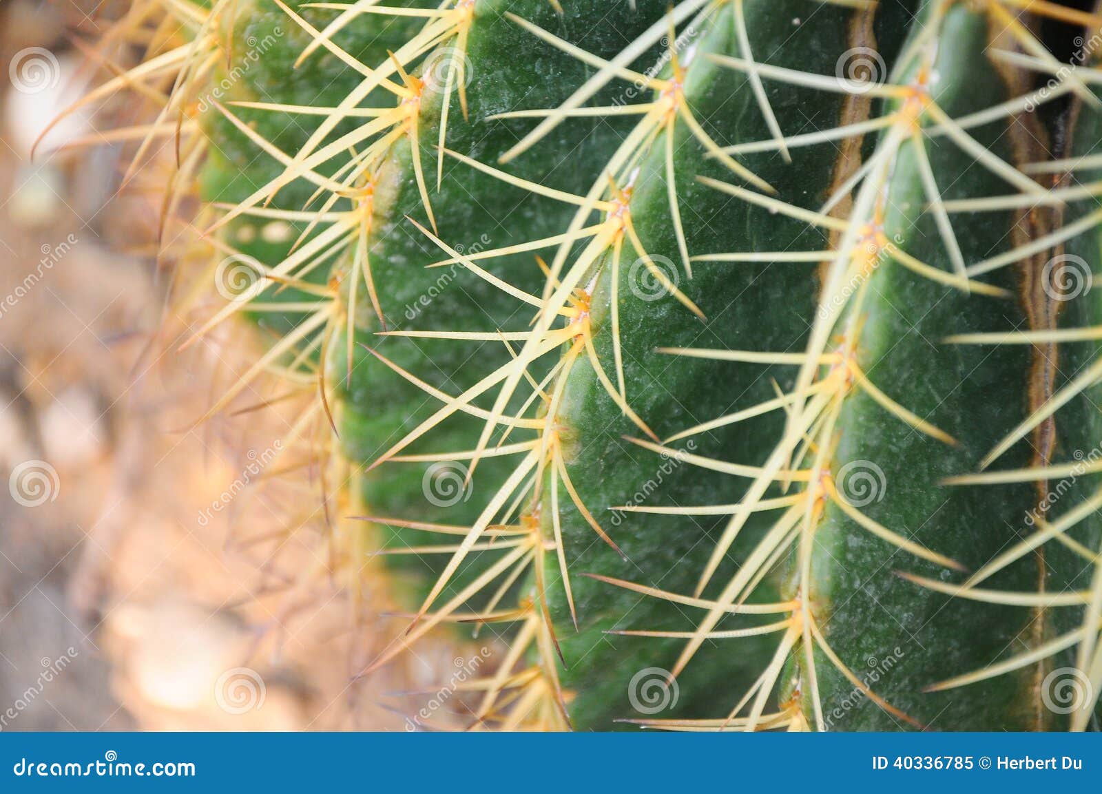 Green Cactus with Thorns Detail Stock Image - Image of ornamentation ...