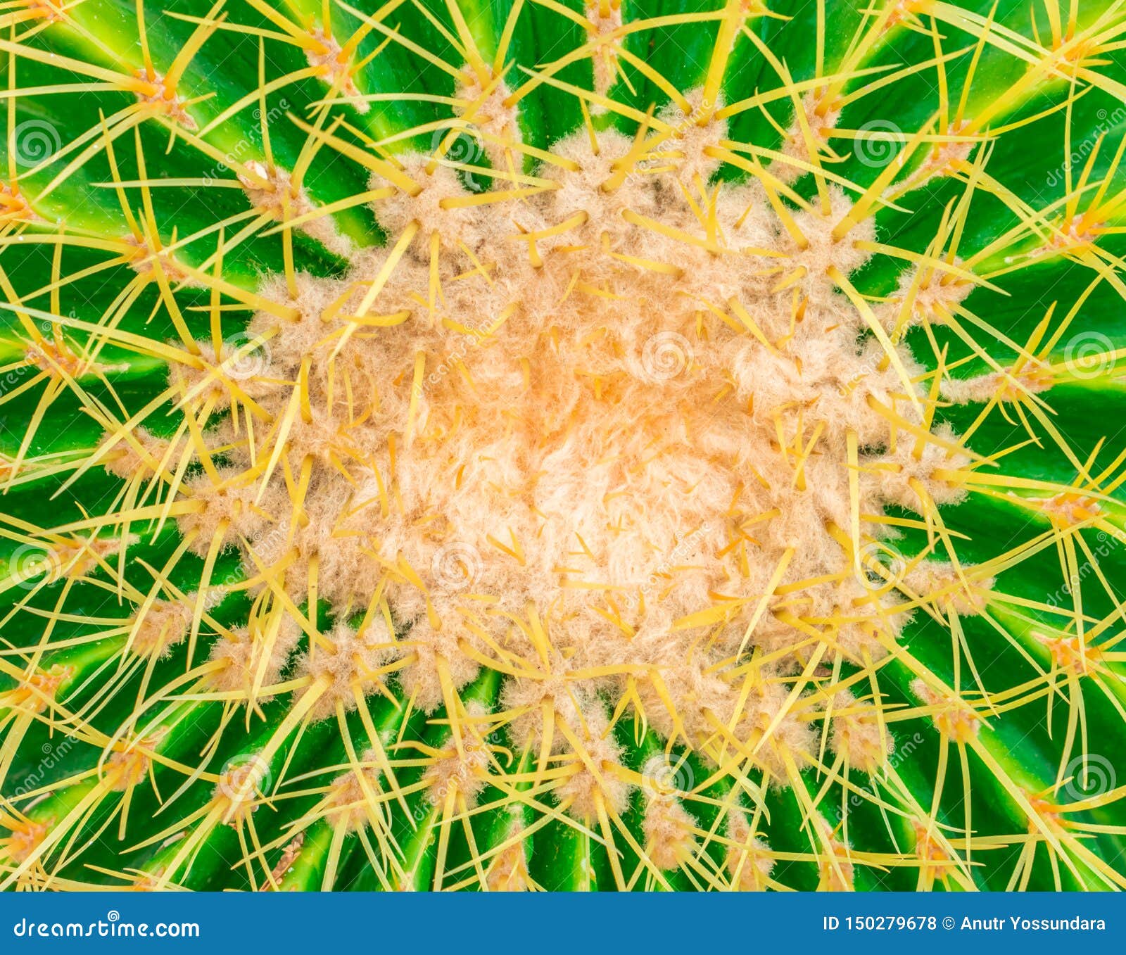 Cactus Top View on Rock Garden Stock Photo - Image of gold, cactus ...