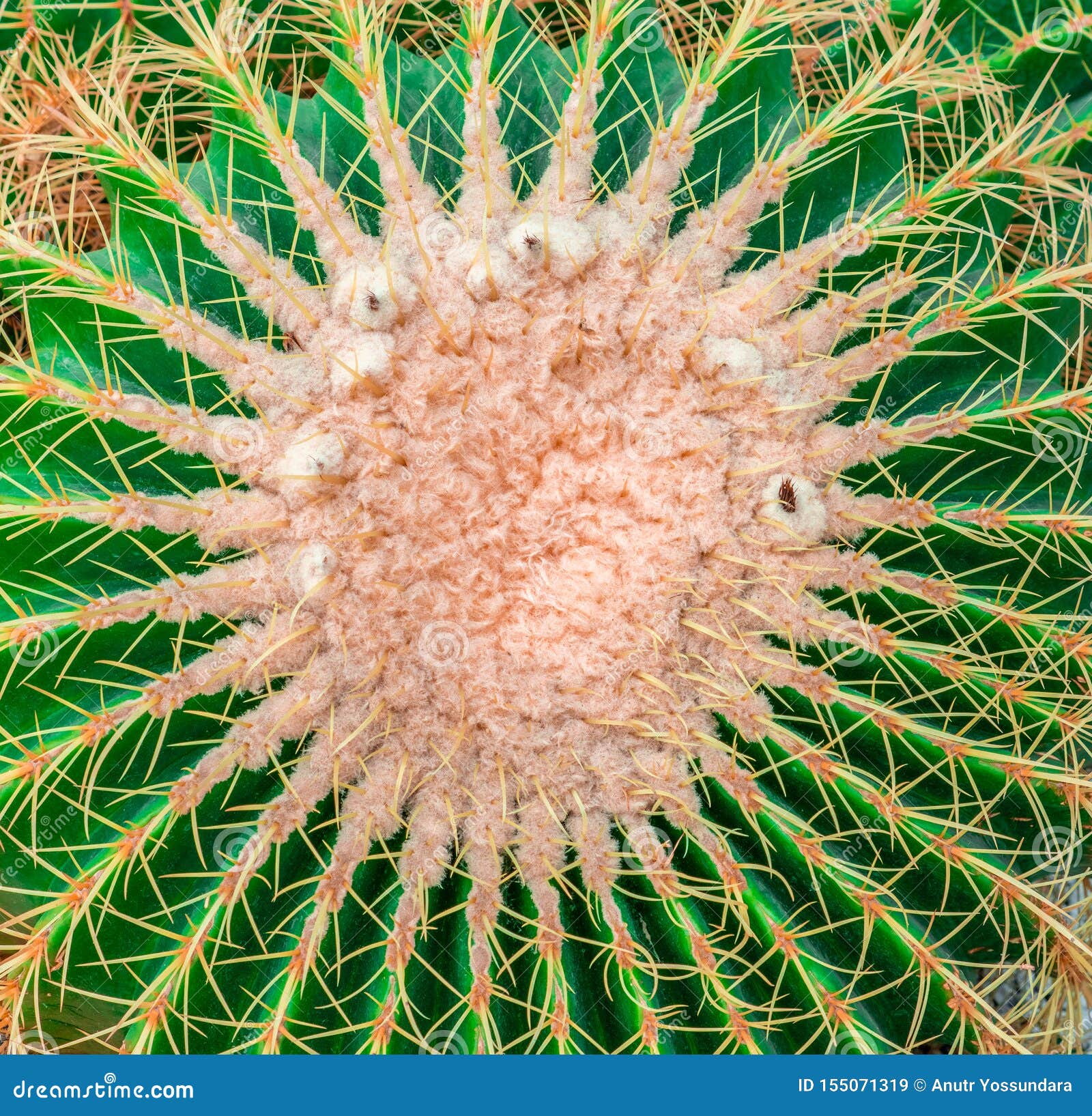 Green Cactus top view stock image. Image of plant, grow - 155071319