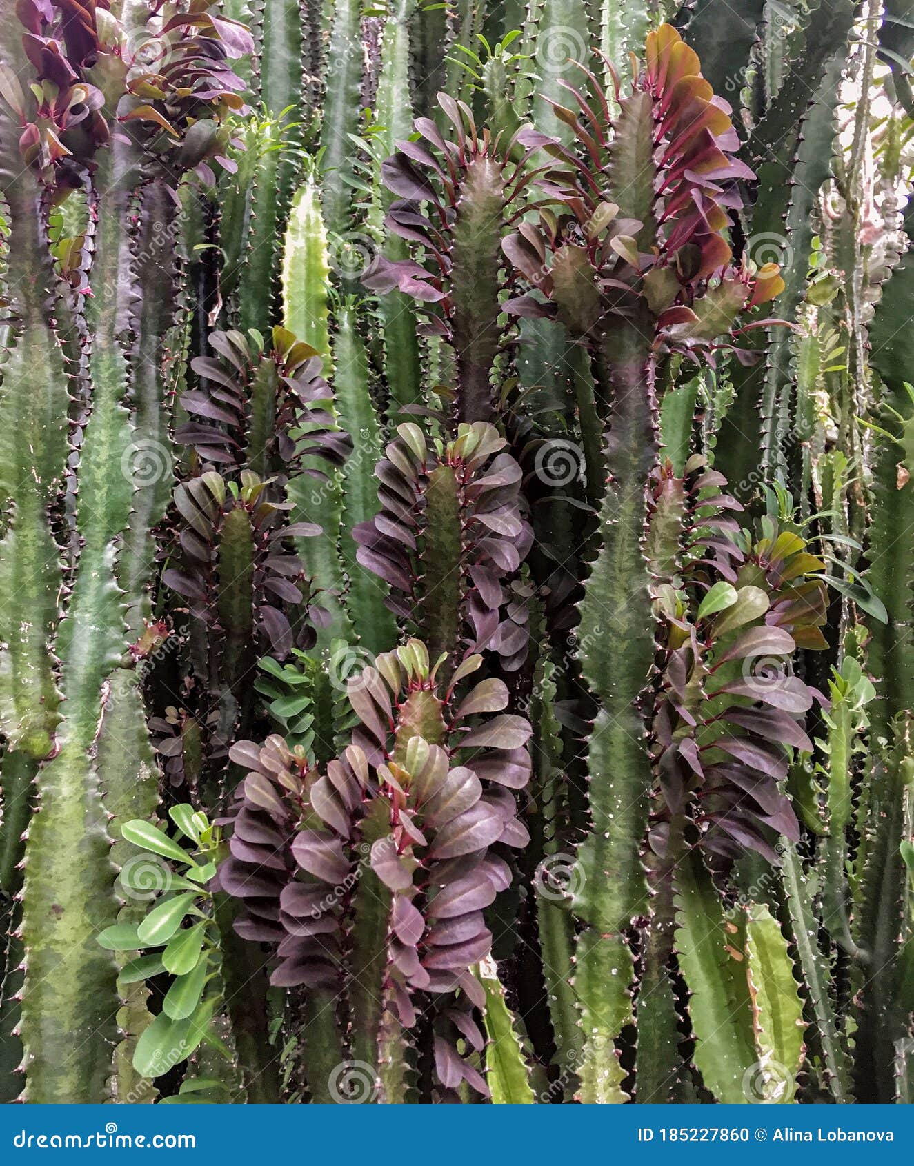 Many Green Cactus Trunks Euphorbia Triangular Stock Photo - Image of ...