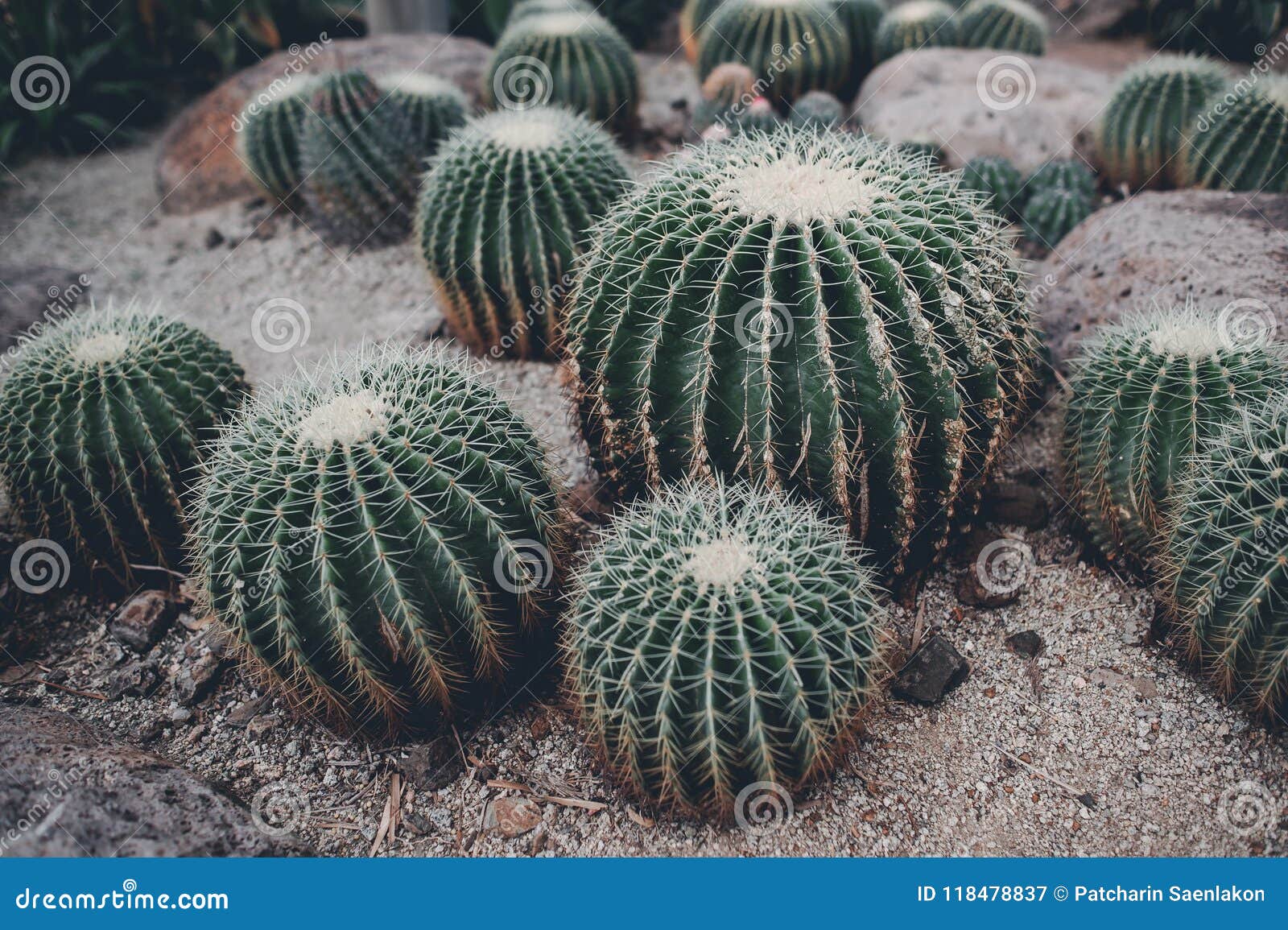 Green Cactus with Very Sharp Spines. Stock Image - Image of isolated ...