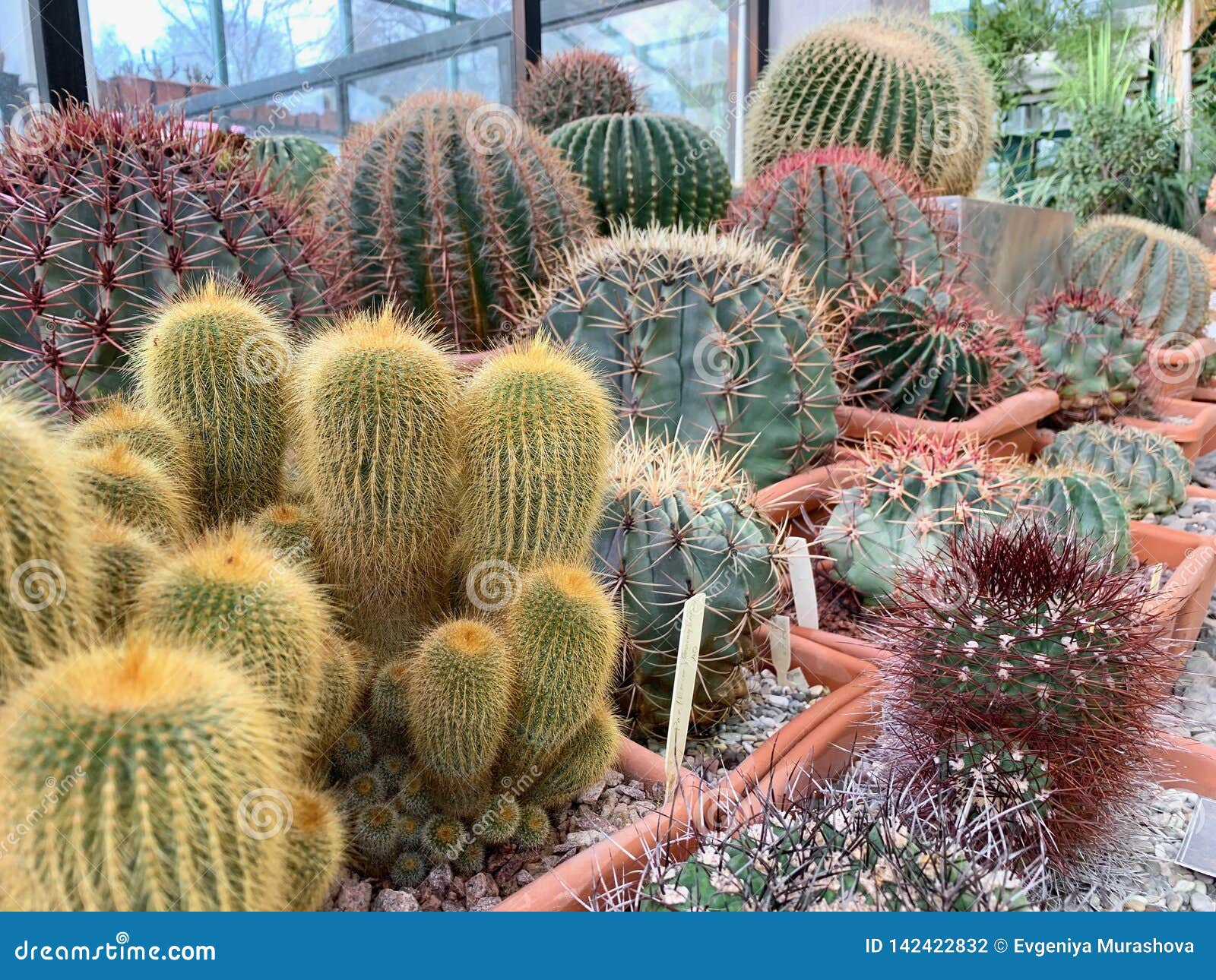 Green Cactus with Very Sharp Spines. Stock Photo - Image of nature ...