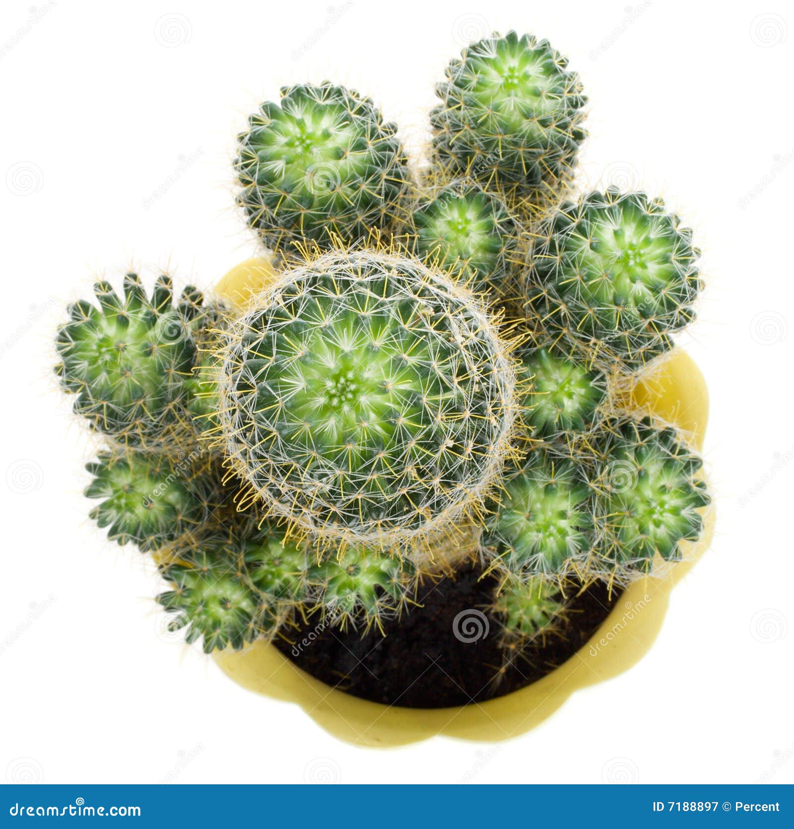 Green Cactus, View from Above Stock Image - Image of plant, green: 7188897