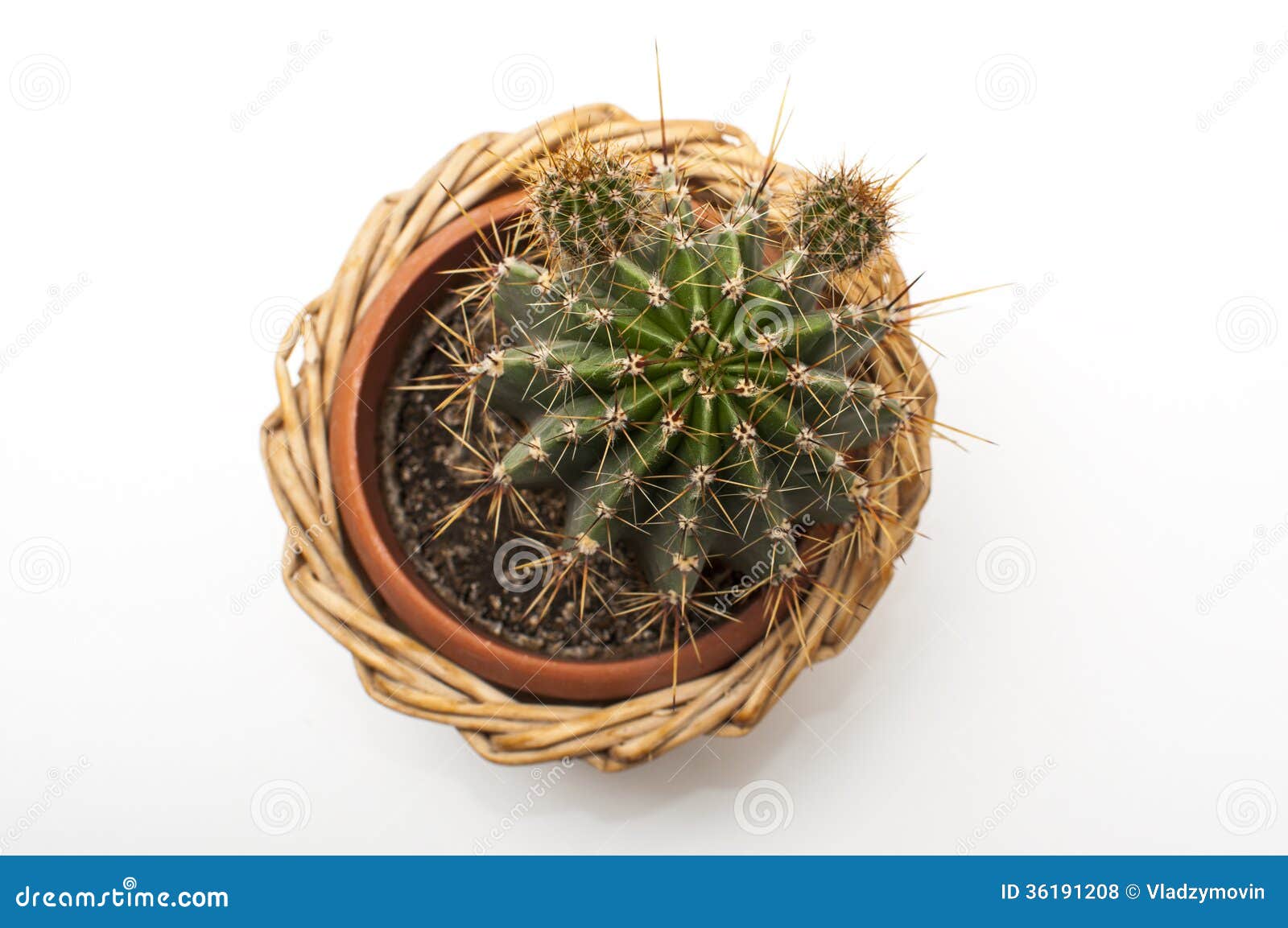Green Cactus in Wicker Flowerpot Stock Photo - Image of flower, thirsty ...
