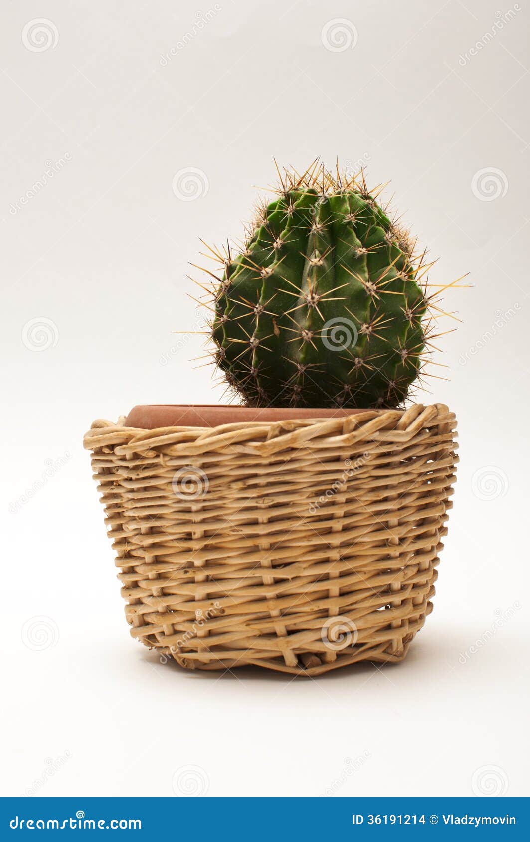 Green Cactus in Wicker Flowerpot Stock Photo - Image of growing, desert ...