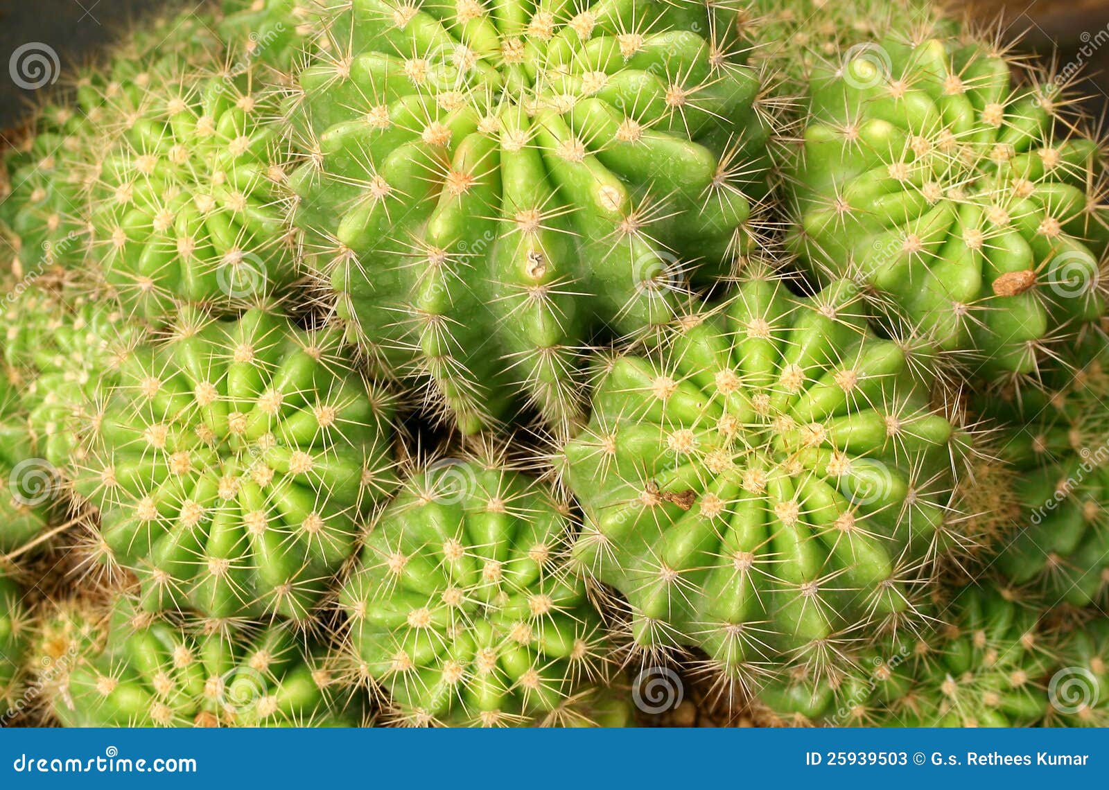 Green cactuses stock image. Image of sharp, exotic, heat - 25939503
