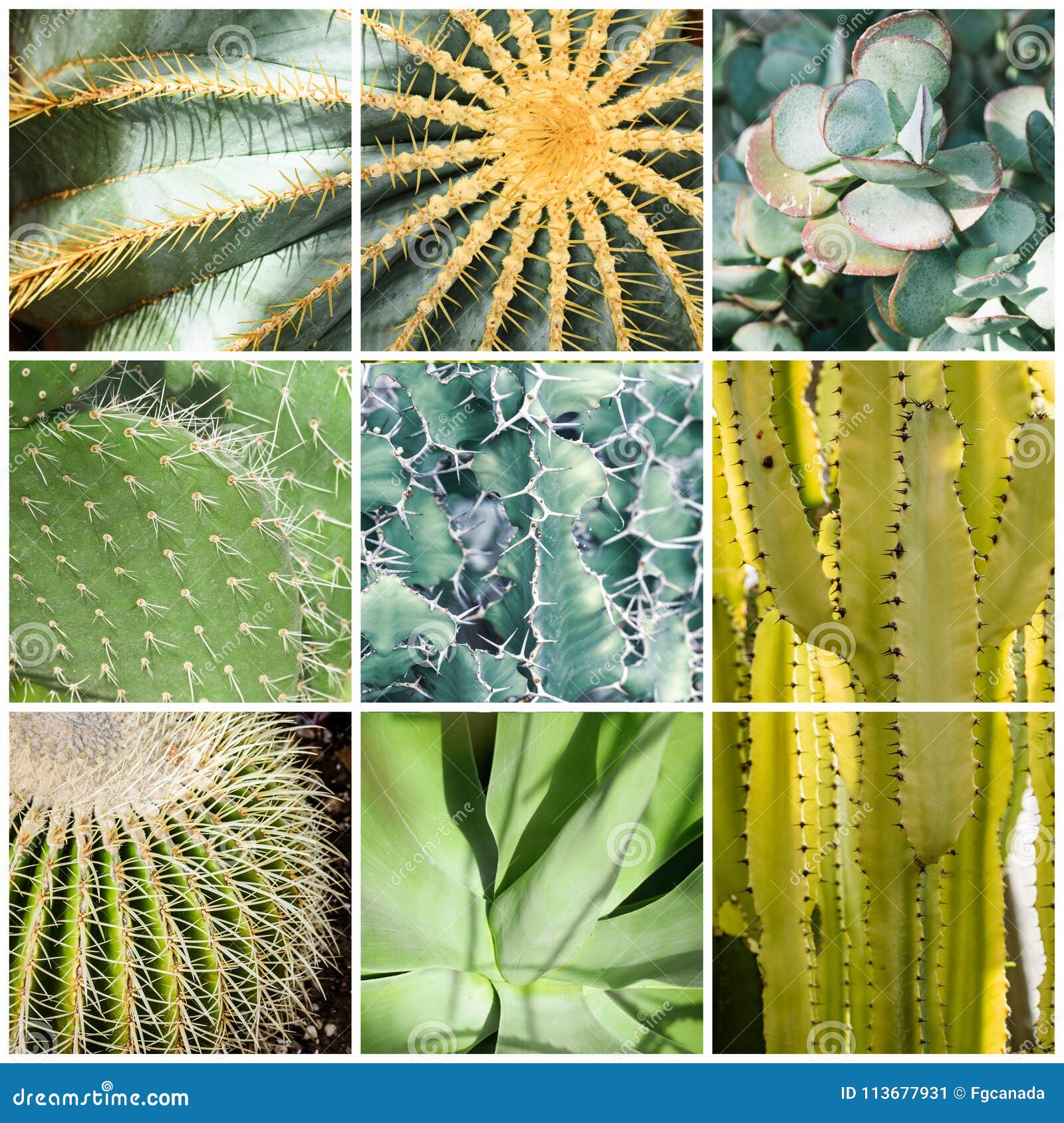 Green Cactuses Square Collage Stock Image - Image of isolated ...