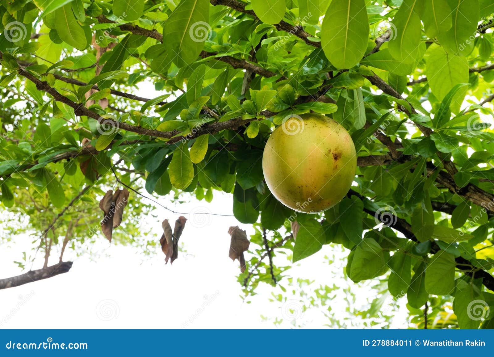 Green Calabash Fruit on Natural Calabash Tree, Bottle Gourd or Vine ...