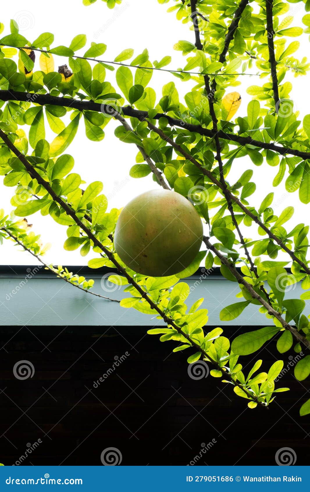 Green Calabash Fruit on Natural Calabash Tree, Bottle Gourd or Vine ...