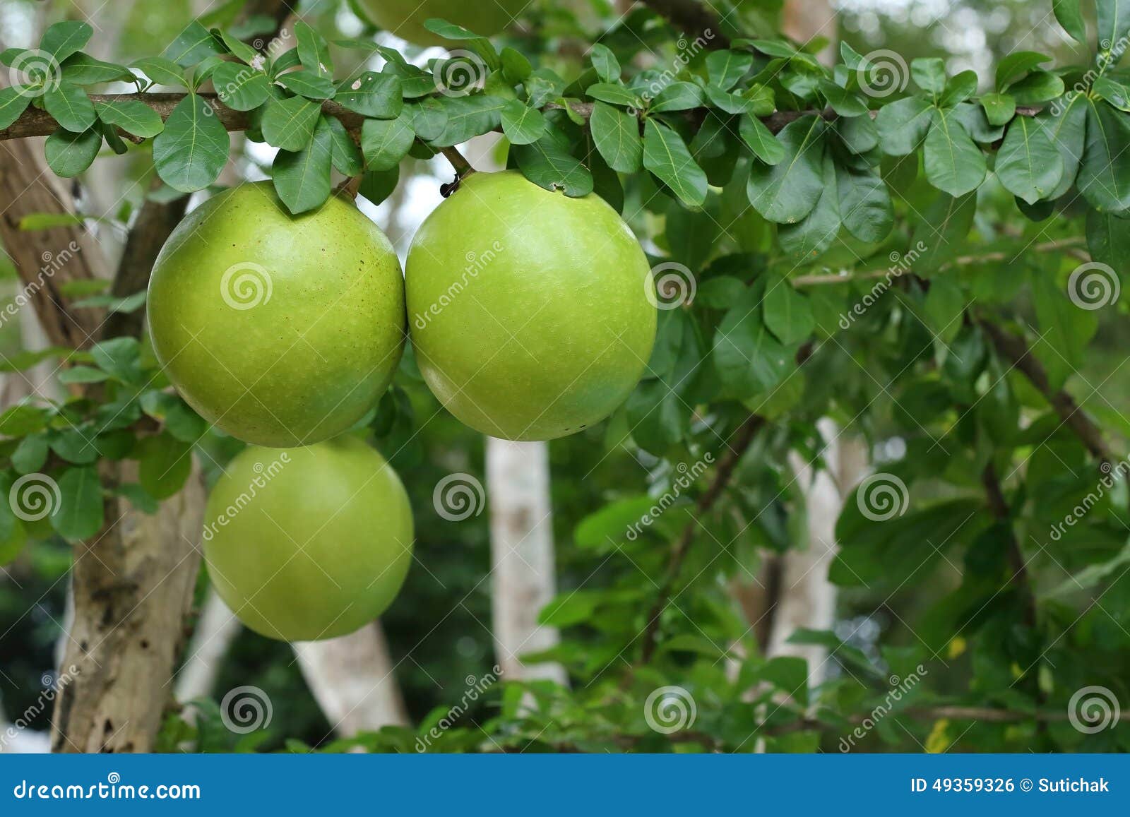 Calabash Tree, Crescentia Cujete Tree Plant Royalty-Free Stock ...