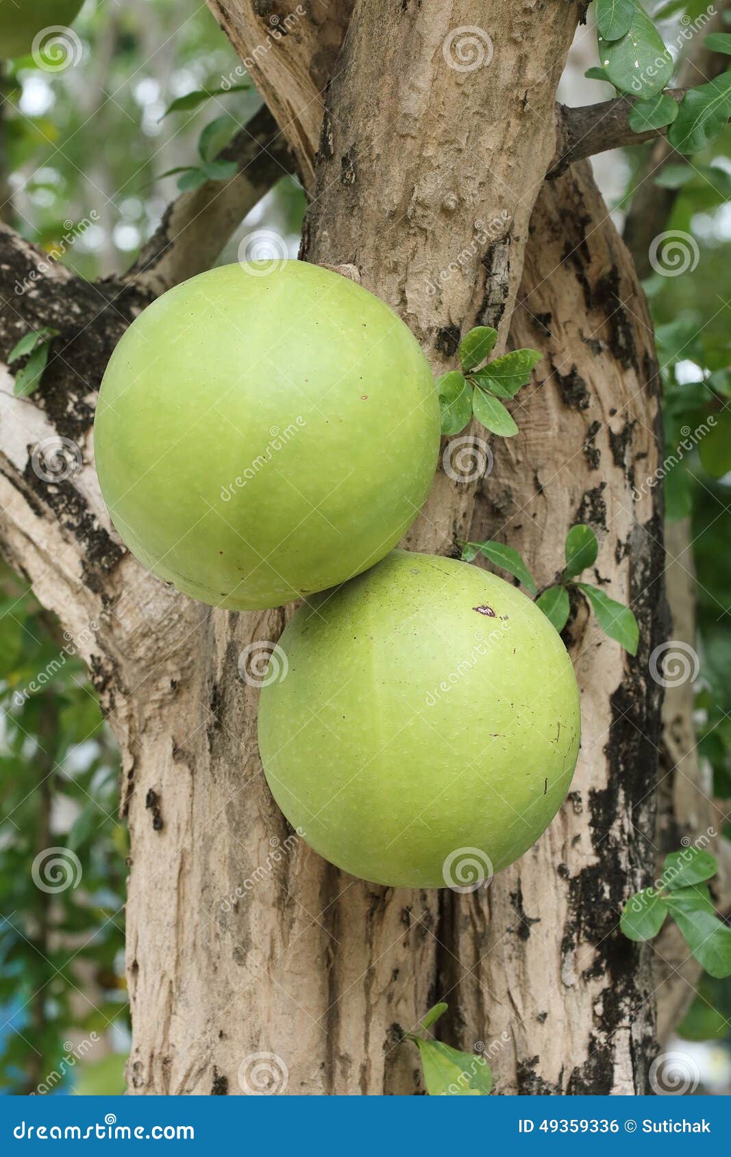 Green calabash tree stock photo. Image of color, gourd - 49359336