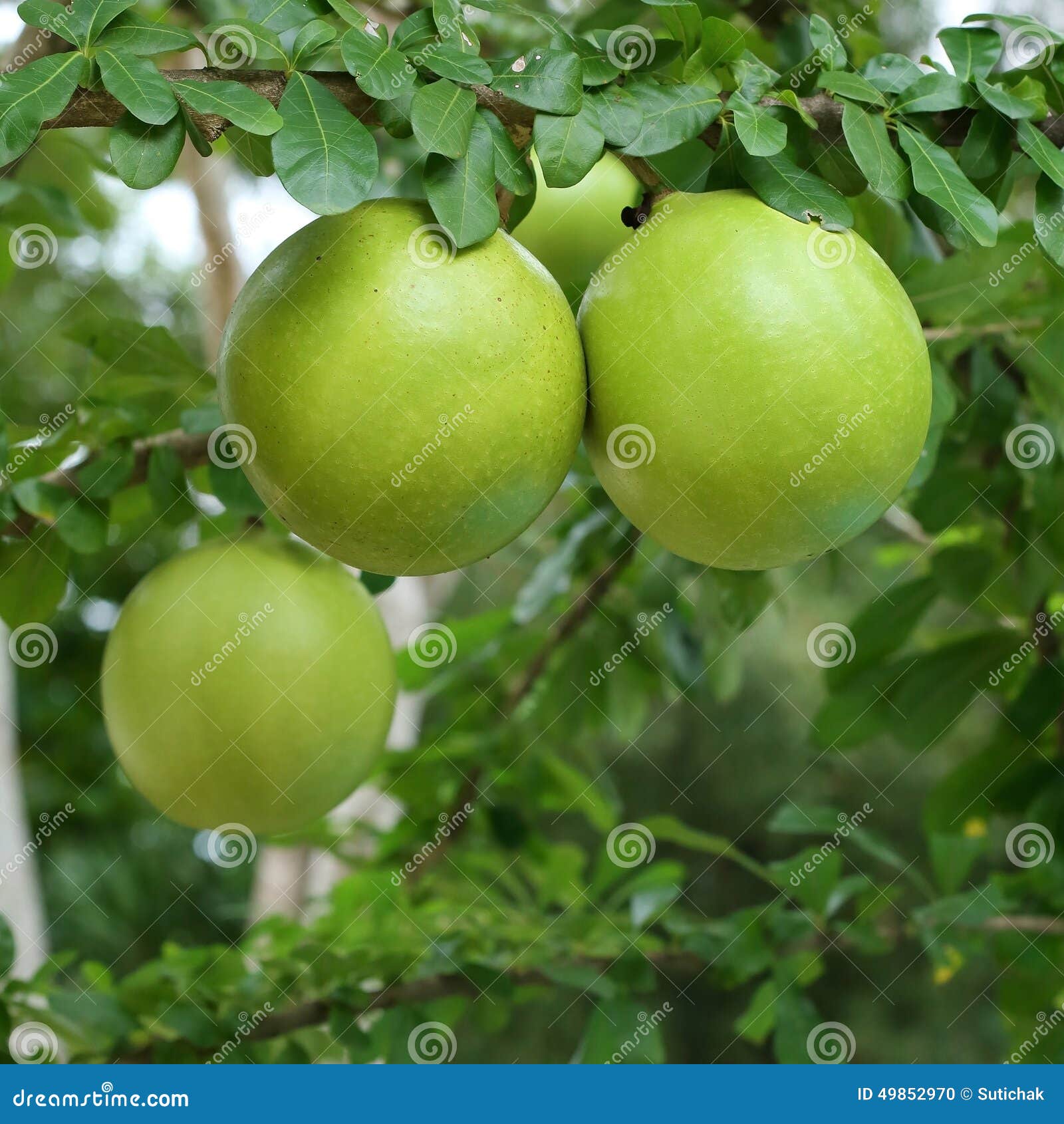 Green calabash tree stock photo. Image of tree, crescentia - 49852970