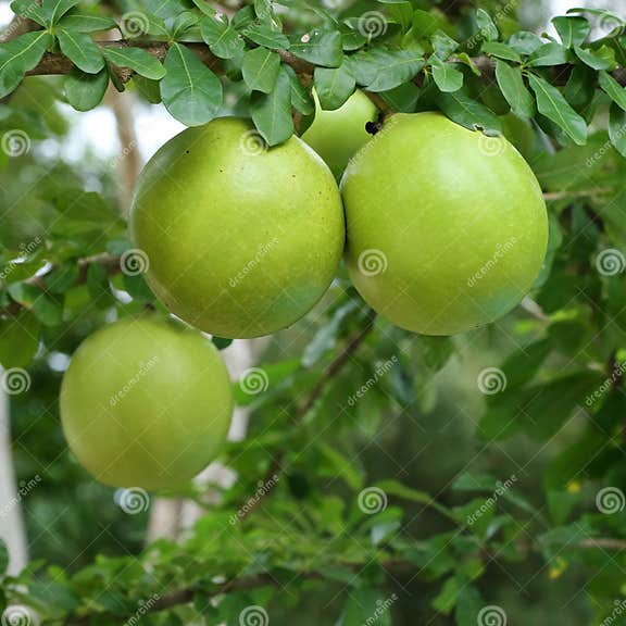 Green calabash tree stock photo. Image of tree, crescentia - 49852970