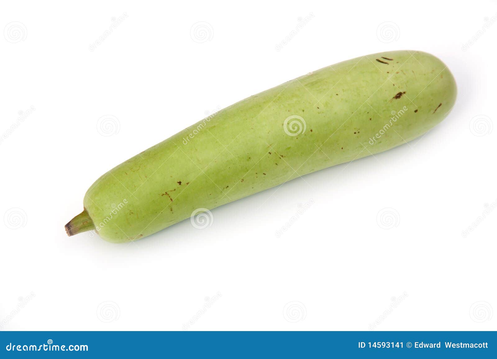 Green Calabash vegetable stock image. Image of nutritional - 14593141