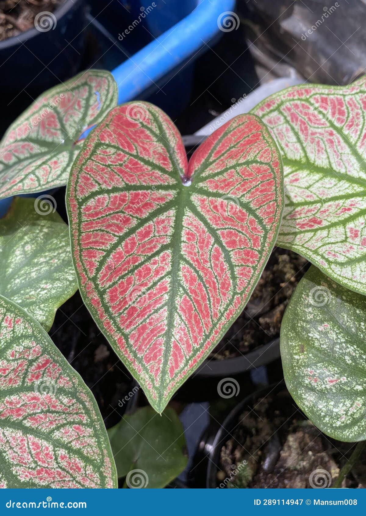 Green Caladium Bicolor Leaves in the Garden Stock Image - Image of ...