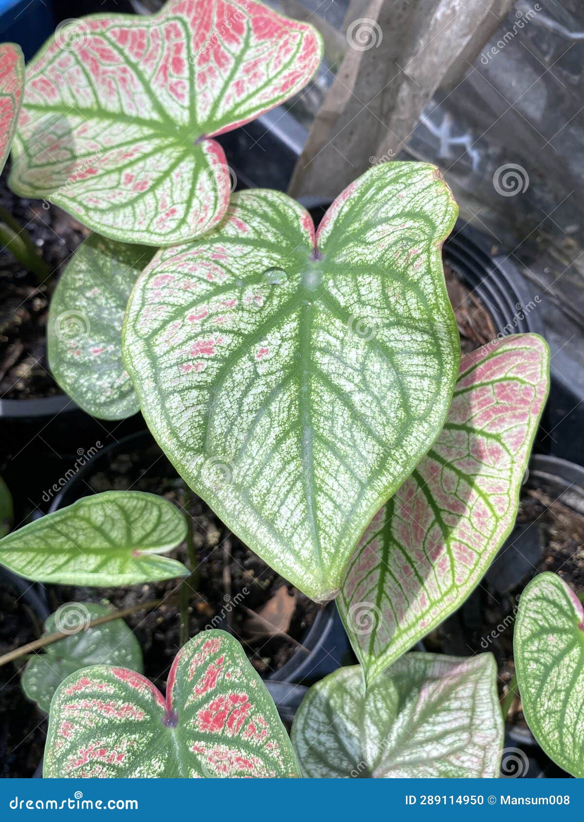 Green Caladium Bicolor Leaves in the Garden Stock Photo - Image of ...