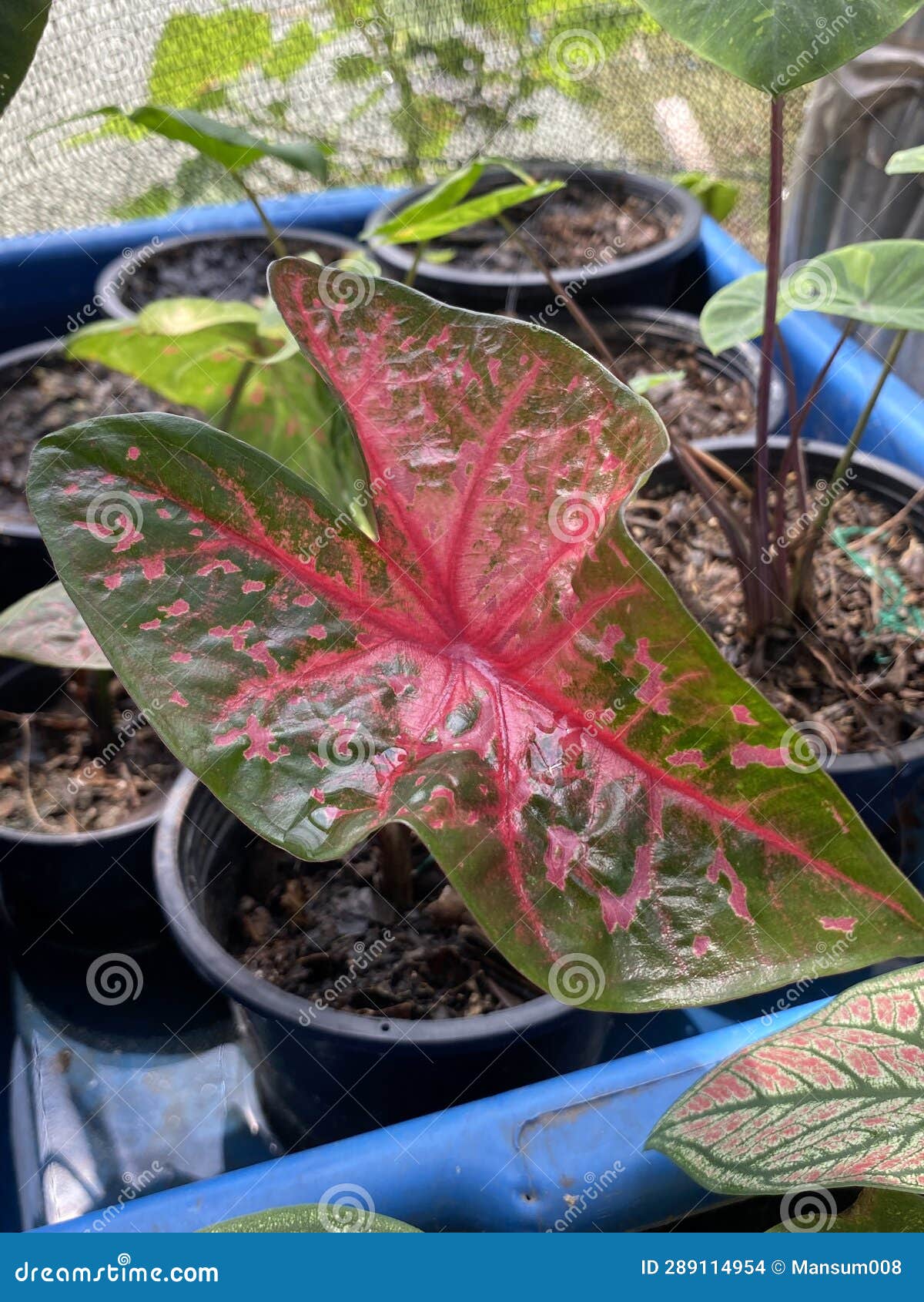 Green Caladium Bicolor Leaves in the Garden Stock Photo - Image of ...