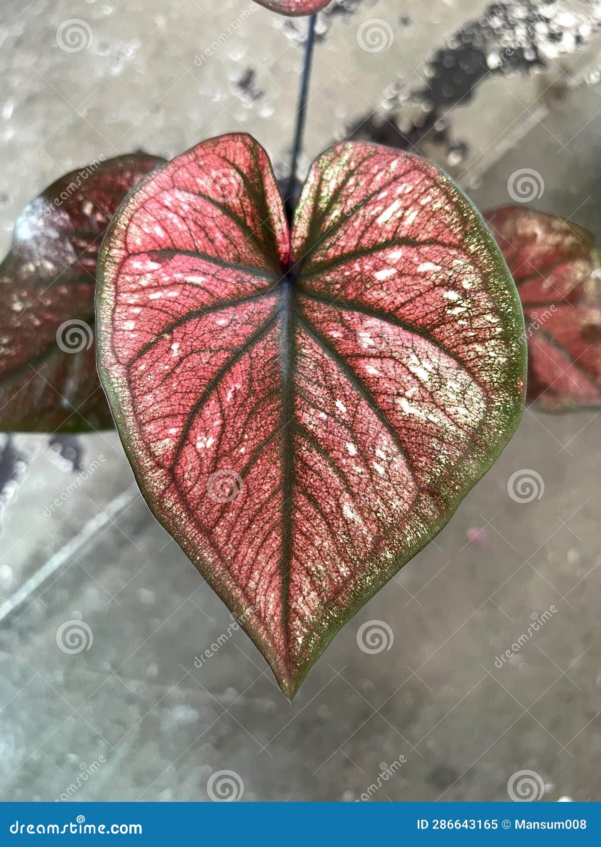 Green Caladium Bicolor Plant in the Garden Stock Image - Image of ...