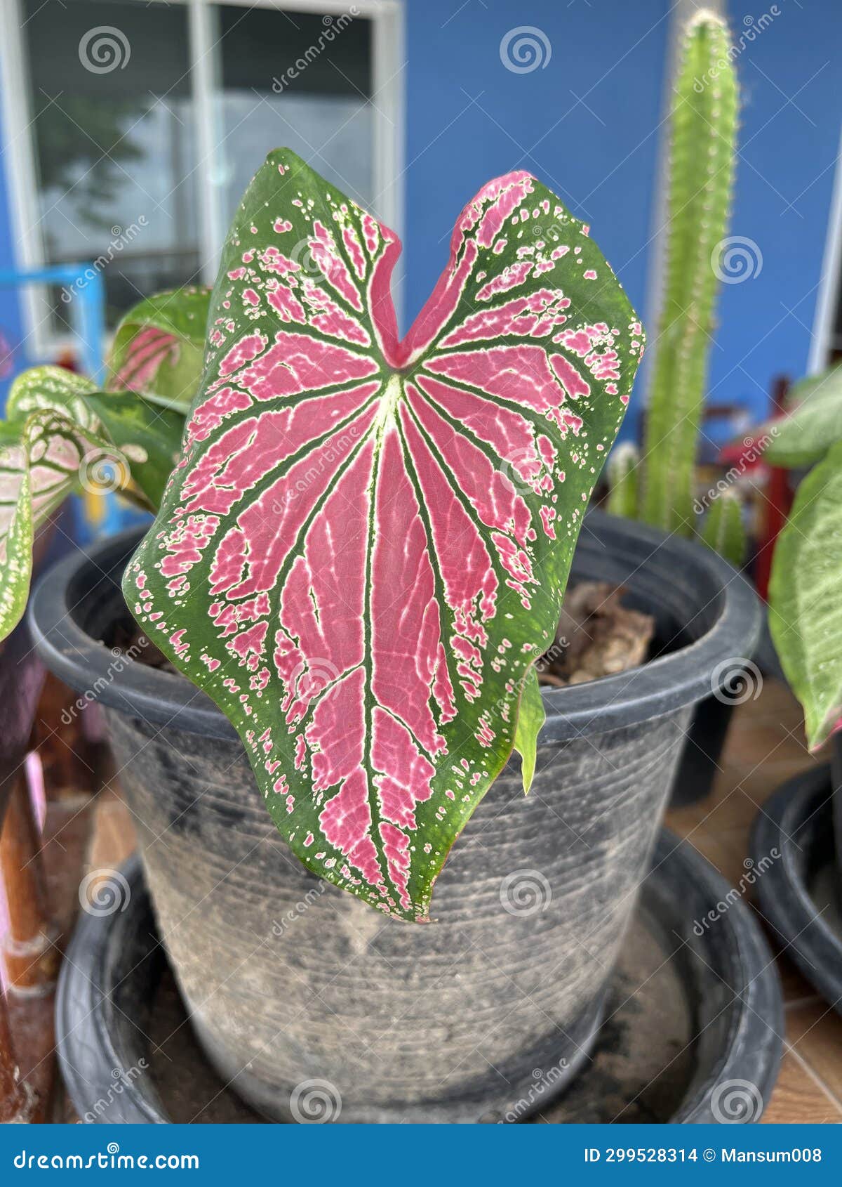 Green Caladium Bicolor in Pot Stock Photo - Image of bicolor, pink ...