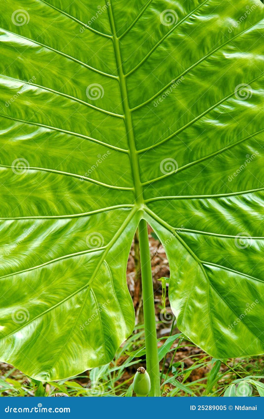 Green Caladium leaf stock image. Image of abstract, nature - 25289005
