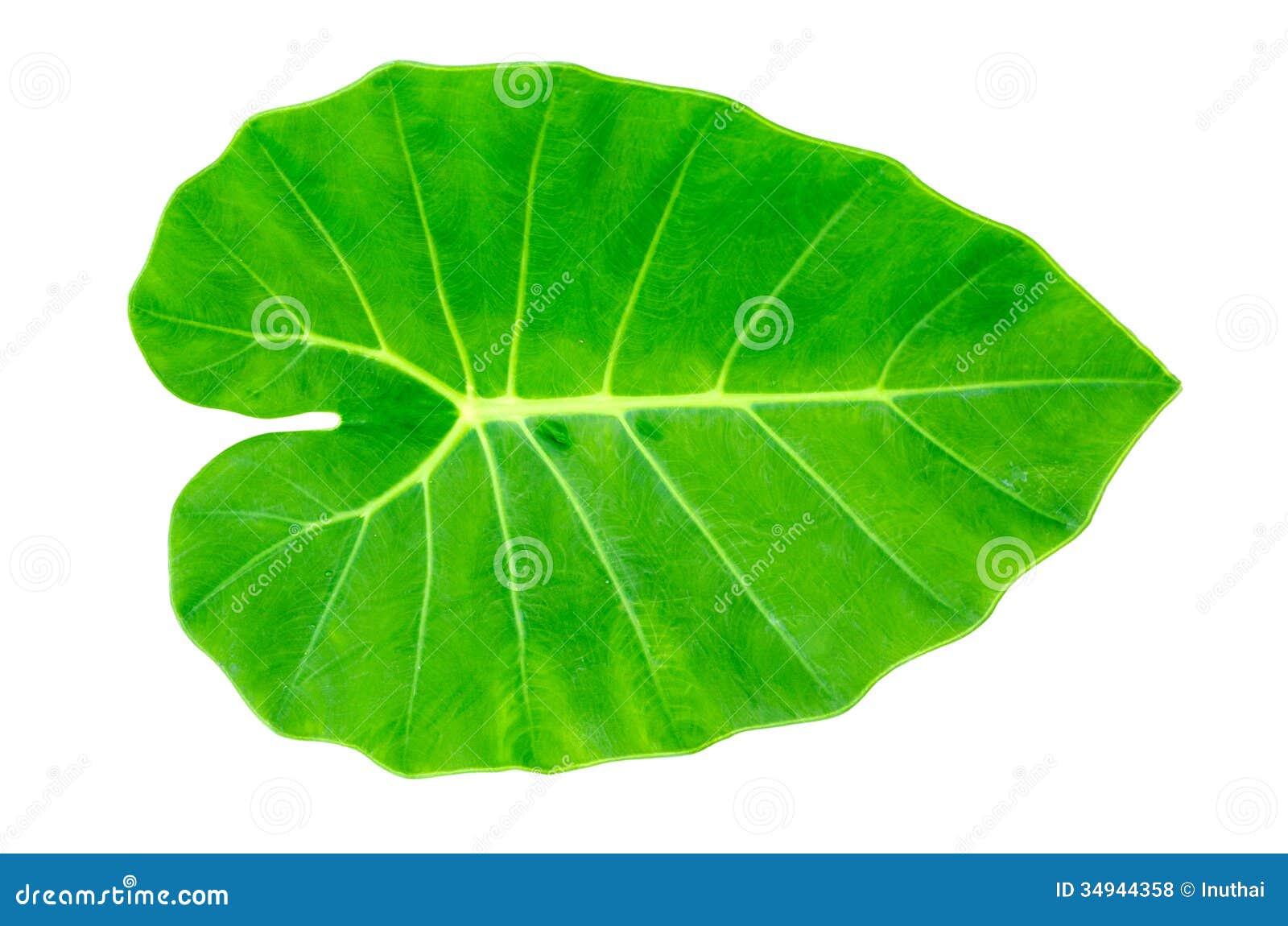 Green Caladium Leaf,Elephant Ear Stock Photo - Image of botany, macro ...