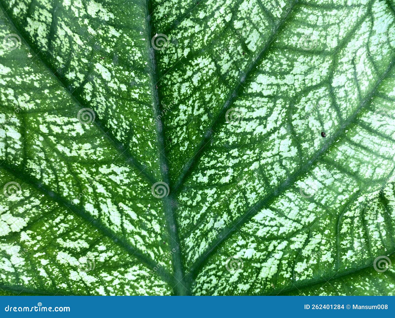 Green Caladium Leaf Texture, Background Stock Photo - Image of bright ...