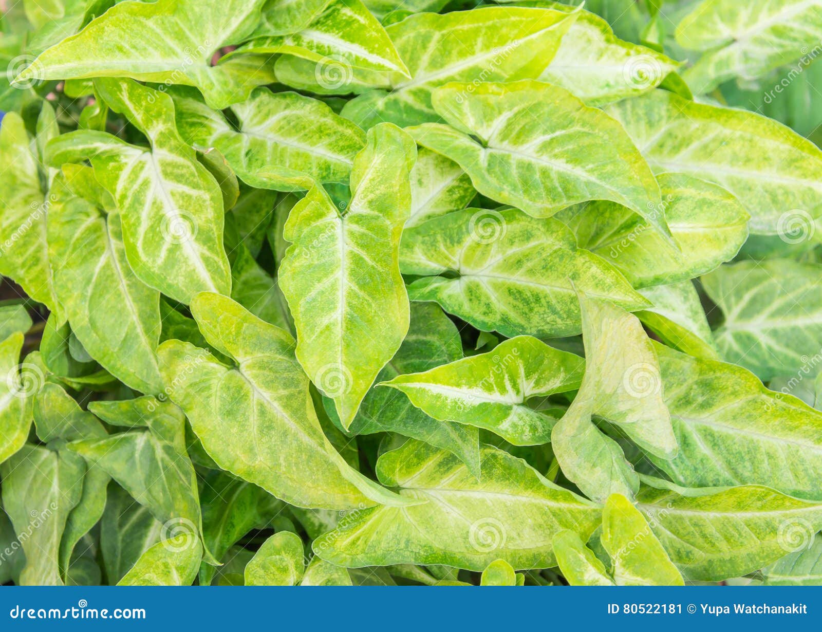 Green caladium leaves stock image. Image of colorful - 80522181