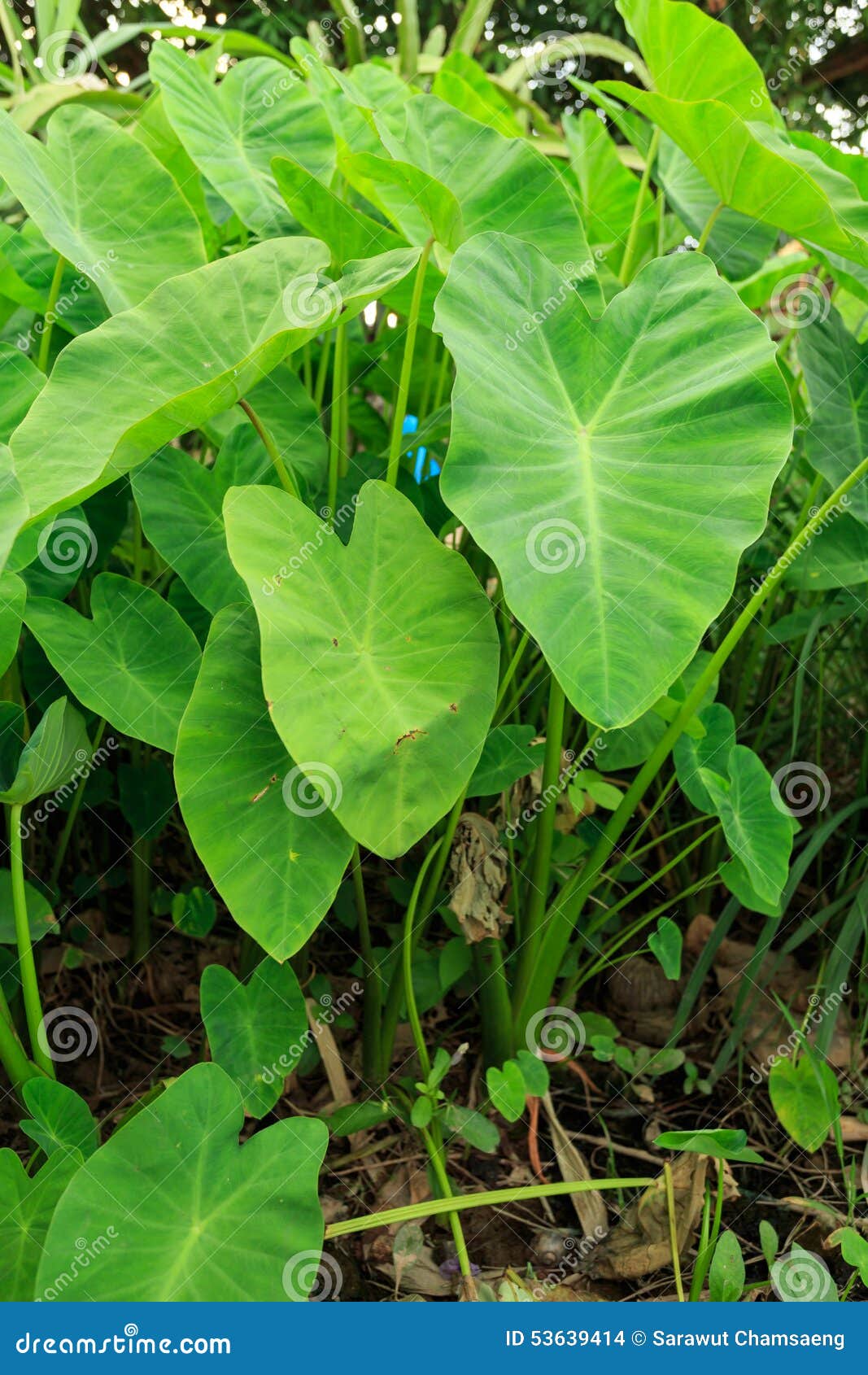 Green Caladium Plant Forest. Stock Photo - Image of water, close: 53639414