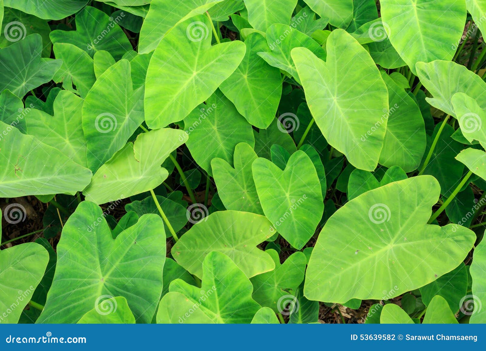 Green Caladium Plant Forest. Stock Photo - Image of texture, radial ...