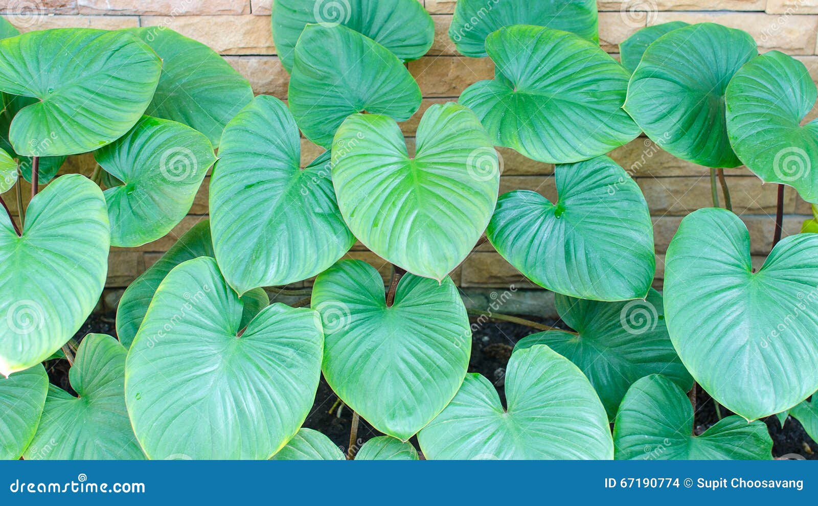 Aladium Stock Photos - Free & Royalty-Free Stock Photos from Dreamstime