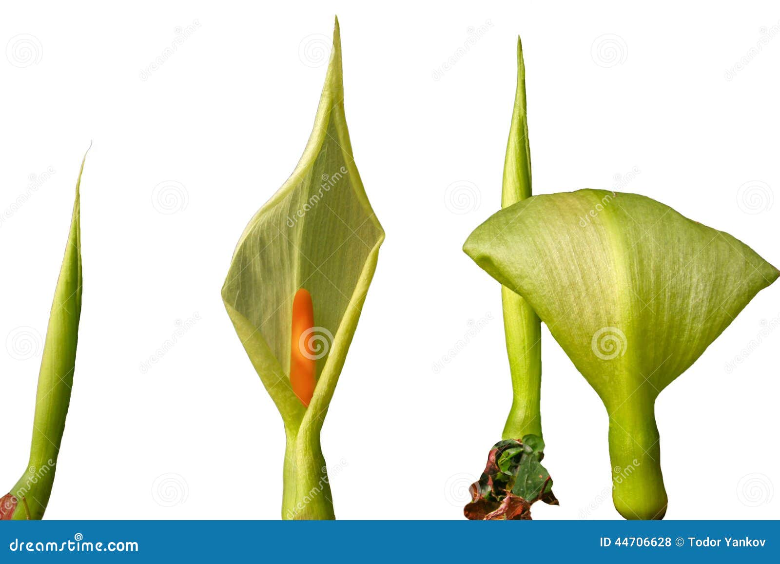 Green calla petals stock photo. Image of acrylic, flora - 44706628