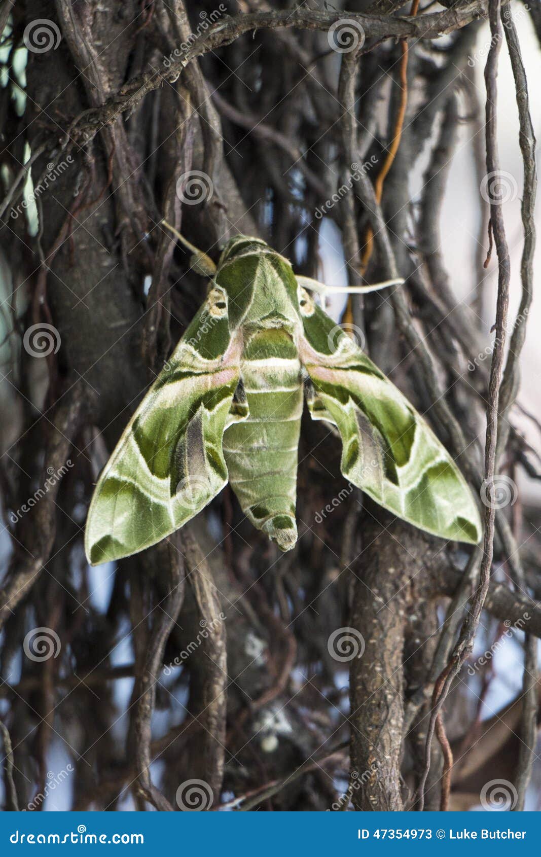 Green Camouflage Moth stock image. Image of colors, white - 47354973
