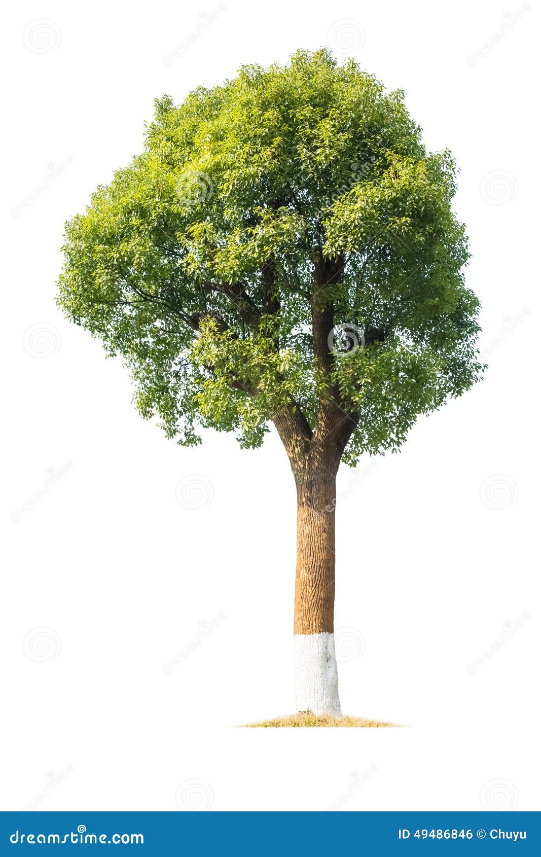 Green camphor tree stock photo. Image of evergreen, summer - 49486846