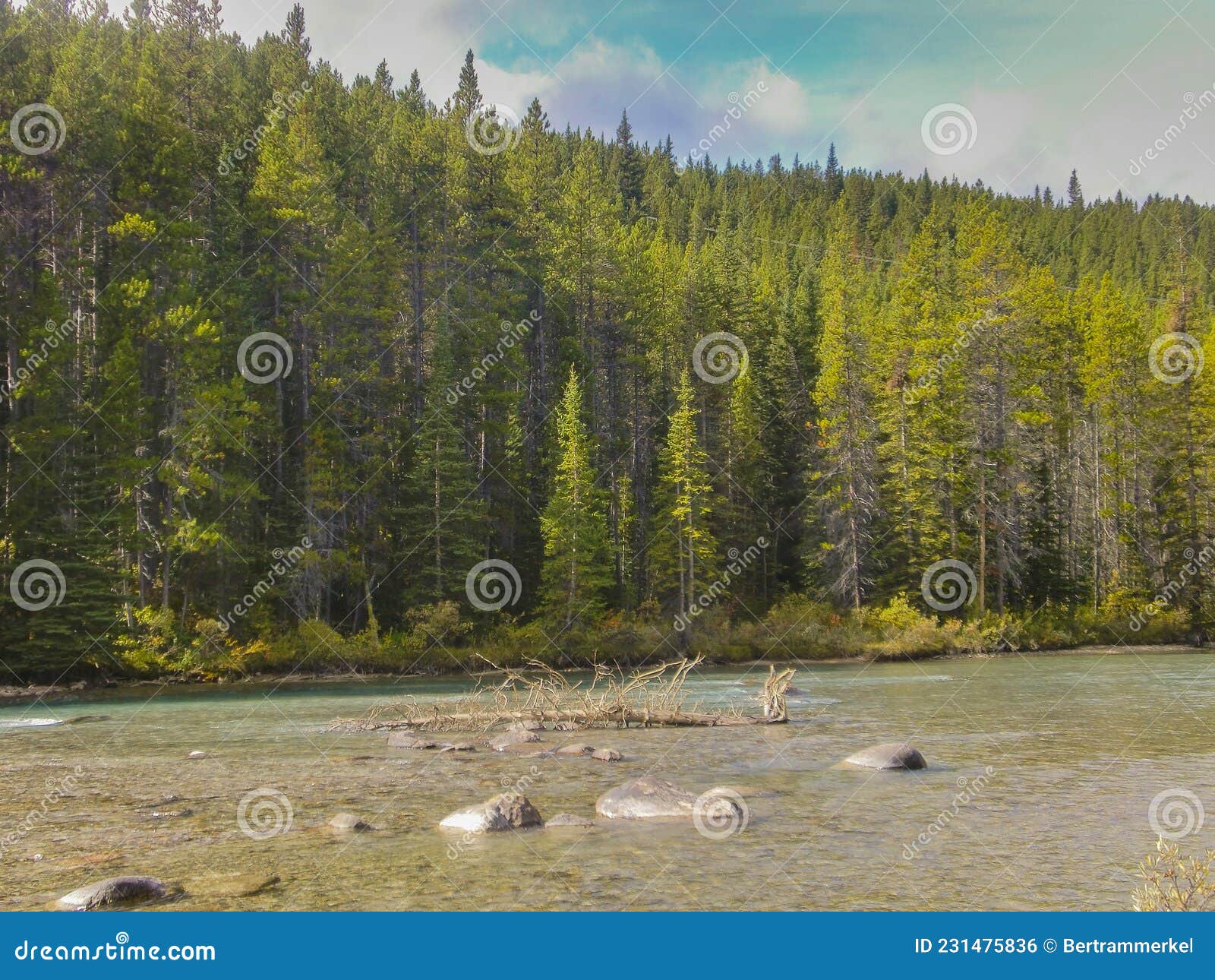 Canadian forest with river stock photo. Image of river - 231475836