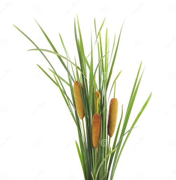 Green cane. stock image. Image of cane, leaf, group, color - 57534693