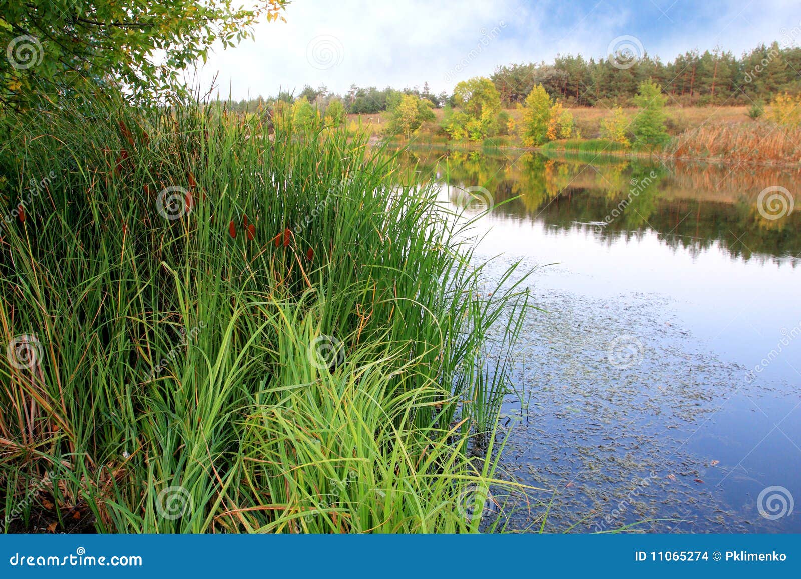 Green cane near river bank stock photo. Image of peace - 11065274
