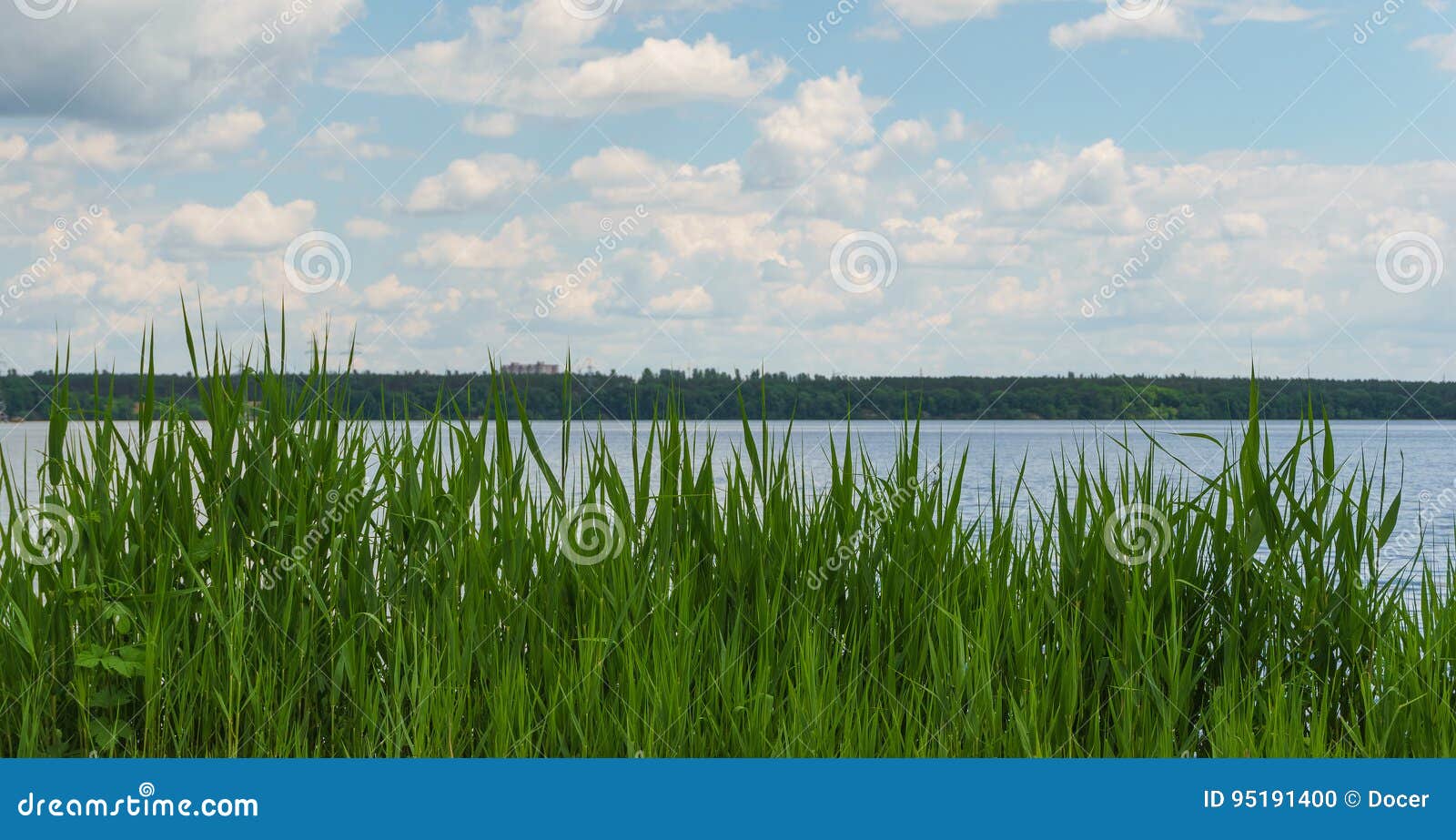 Green cane near the river stock photo. Image of foreground - 95191400