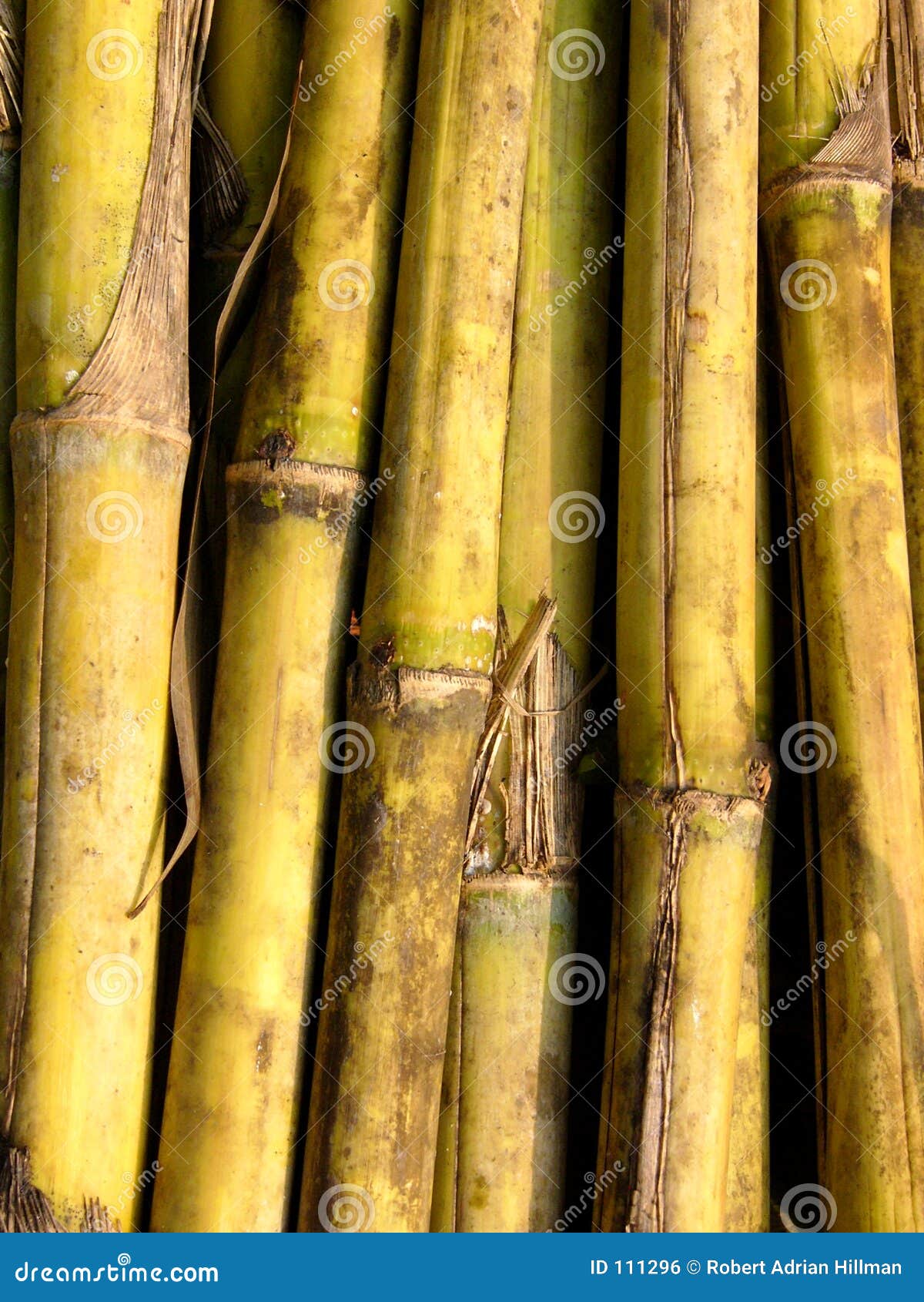 Green canes stock photo. Image of yellow, vertical, agricultural - 111296