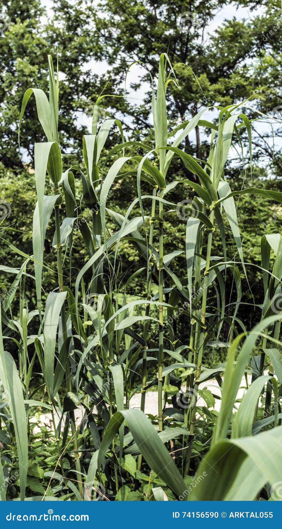 Green canes stock photo. Image of delicacy, botany, growth - 74156590