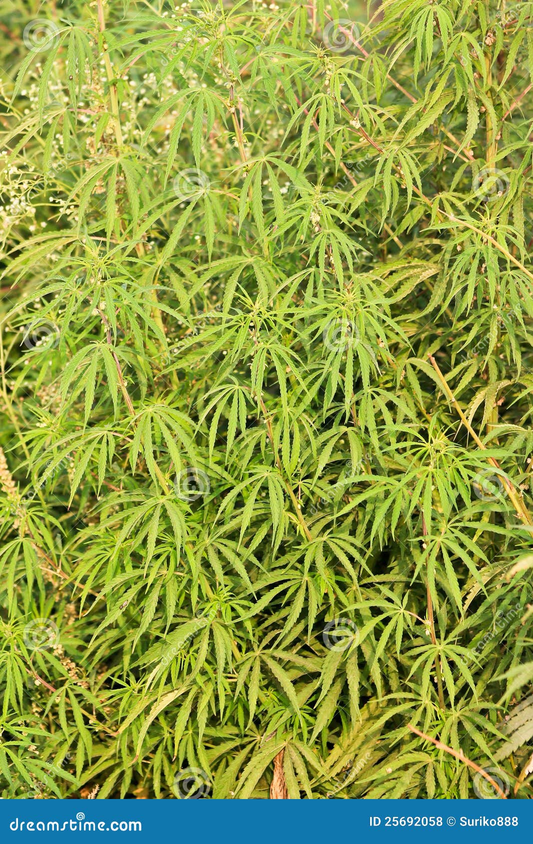 Green cannabis stock photo. Image of hashish, cannabis - 25692058