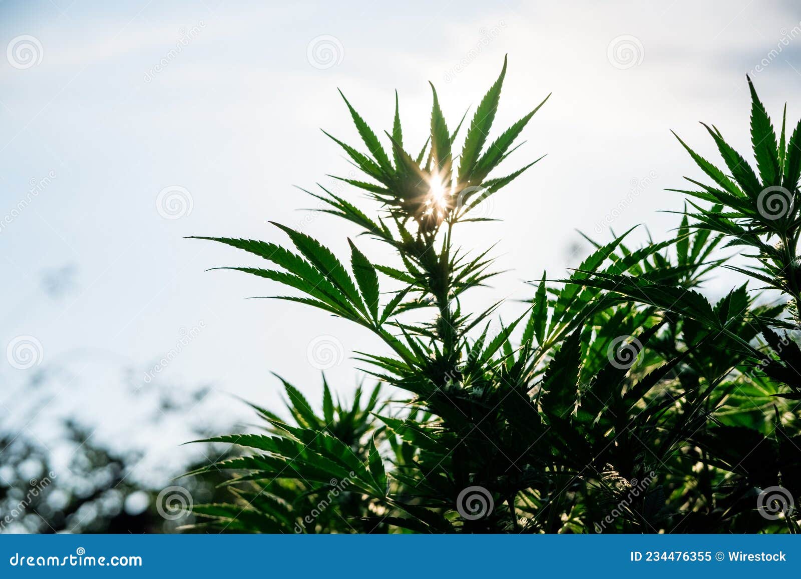 Cannabis Growing in Sun on a Sunny Day Stock Image - Image of sunny ...