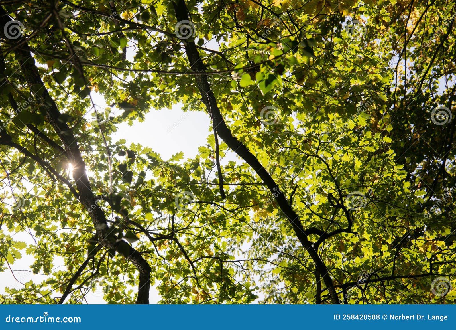 Green Canopy of a Maple Tree Stock Photo - Image of deciduous, leafy ...