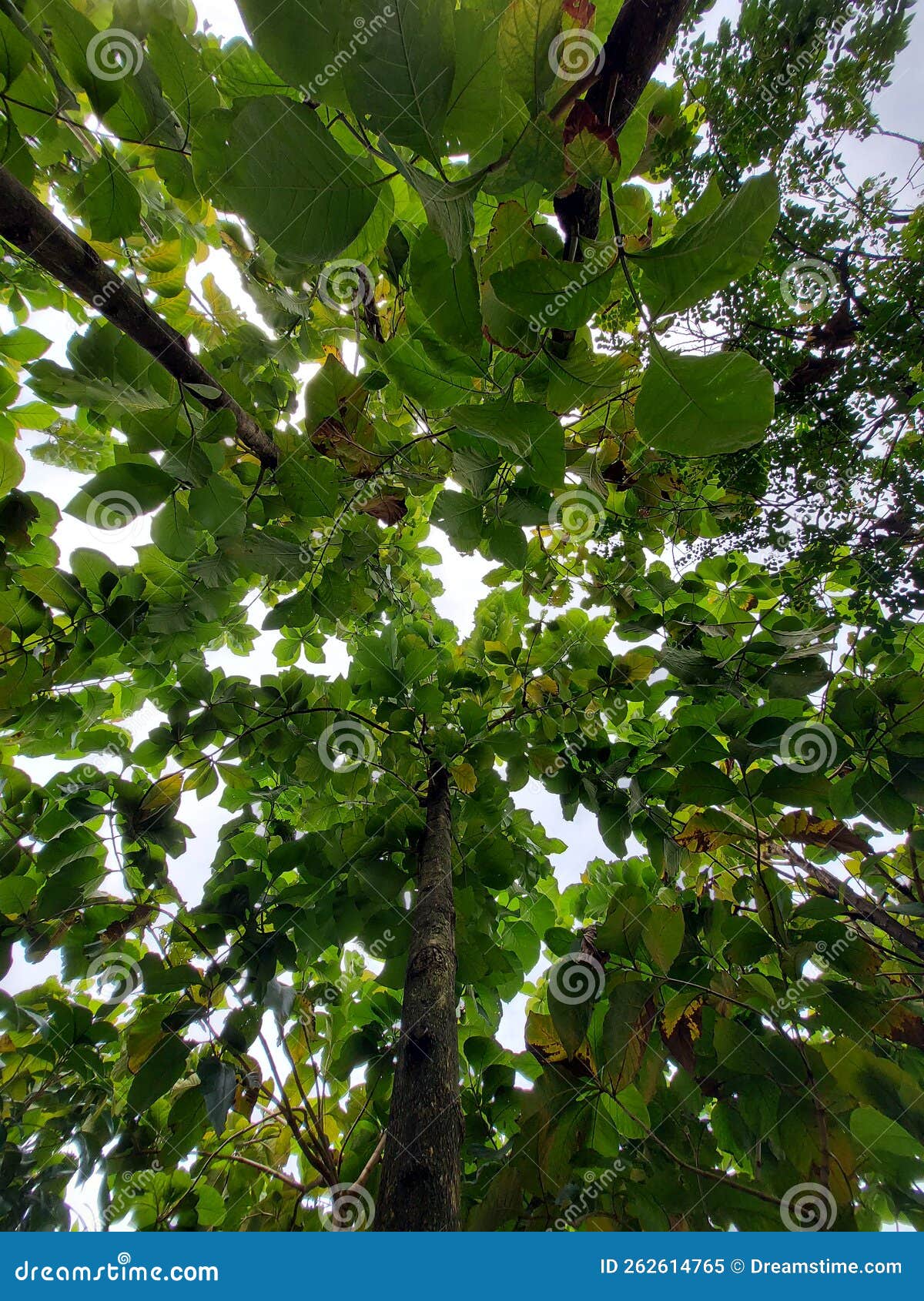 Green Canopy of the Tectona Grandis Tree Stock Image - Image of fruit ...