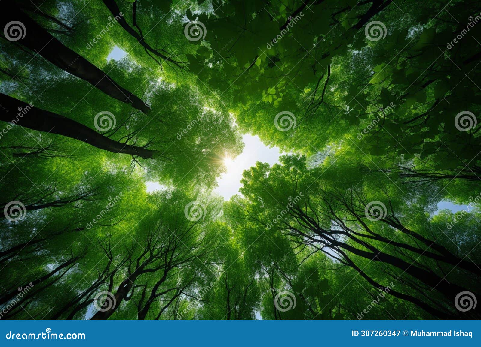 Green Canopy View of Forest Trees from Below into the Sky Stock ...